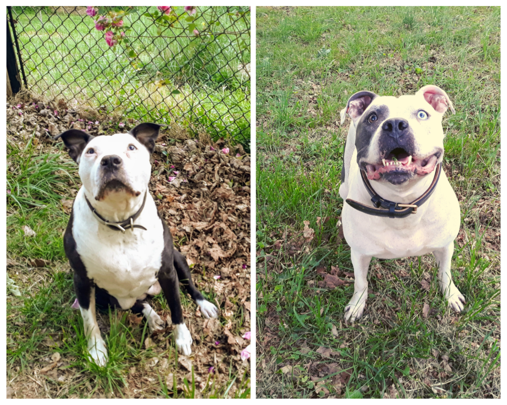 Skilled, reliable, conscientious & loving | Kim's Backyard and Barnyard ...